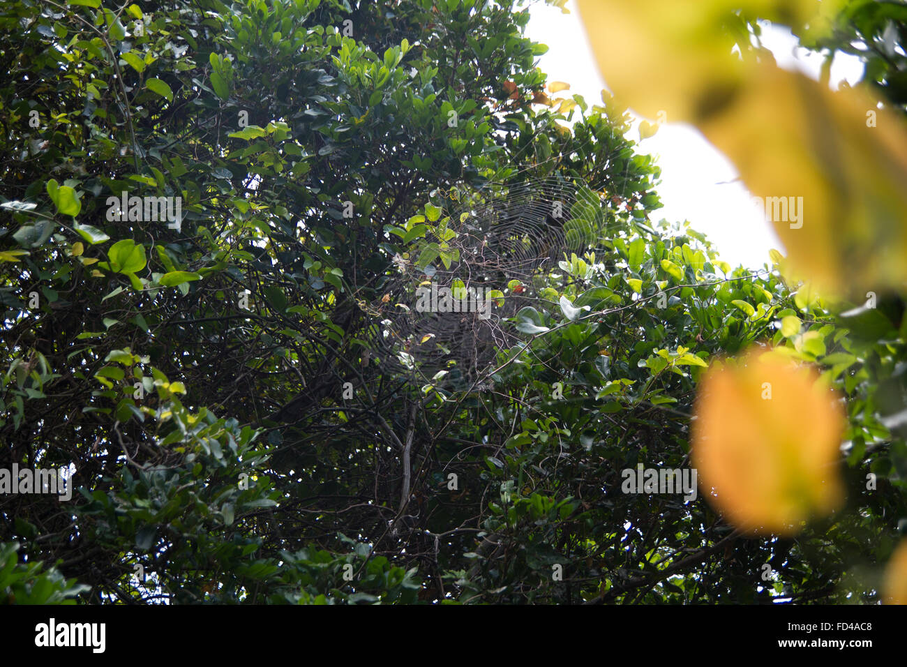 Spider on focus hi-res stock photography and images - Alamy
