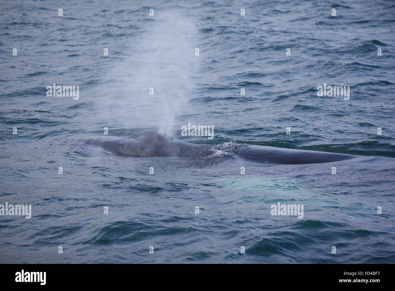 Whale Spraying Water High Resolution Stock Photography and Images - Alamy