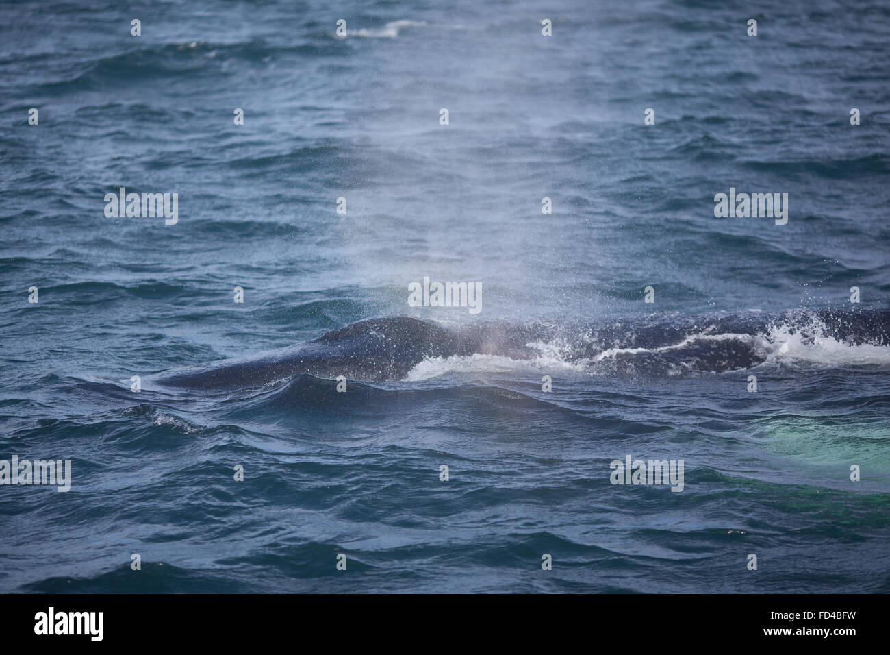 Whale spraying water hi-res stock photography and images - Alamy