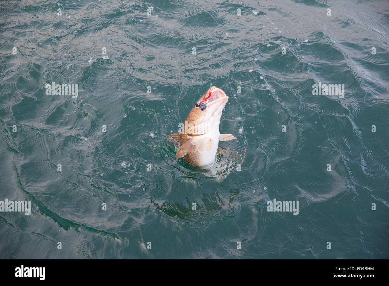 Fish caught hook hi-res stock photography and images - Alamy