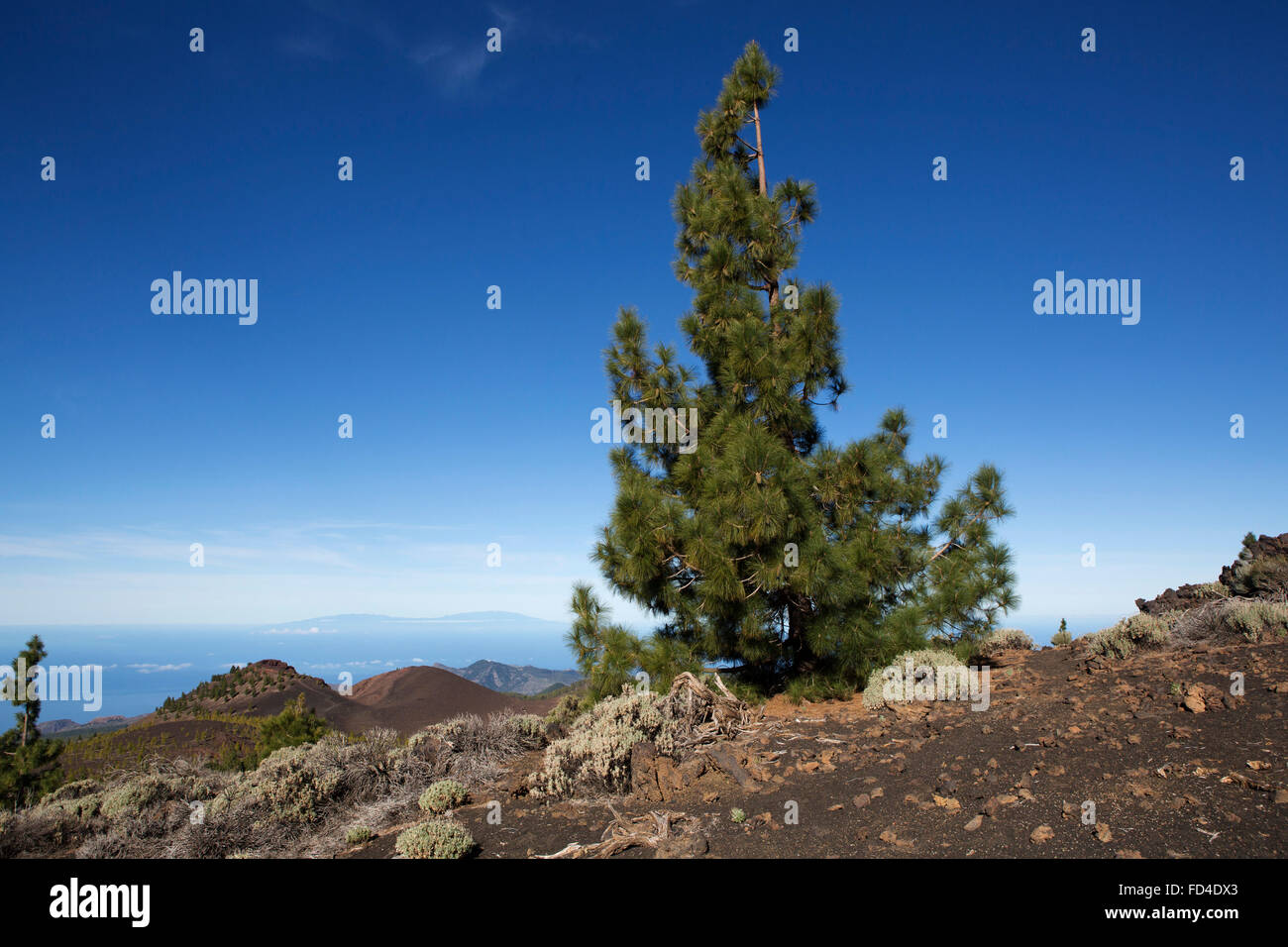 Canarian Pine Tree Canarian Pine Tree High Resolution Stock Photography ...