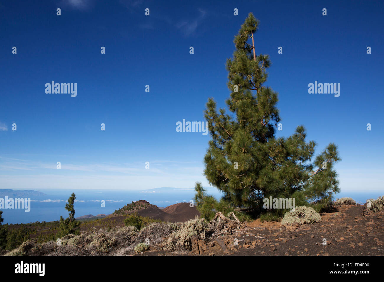 Canarian pine tree canarian pine tree hi-res stock photography and ...