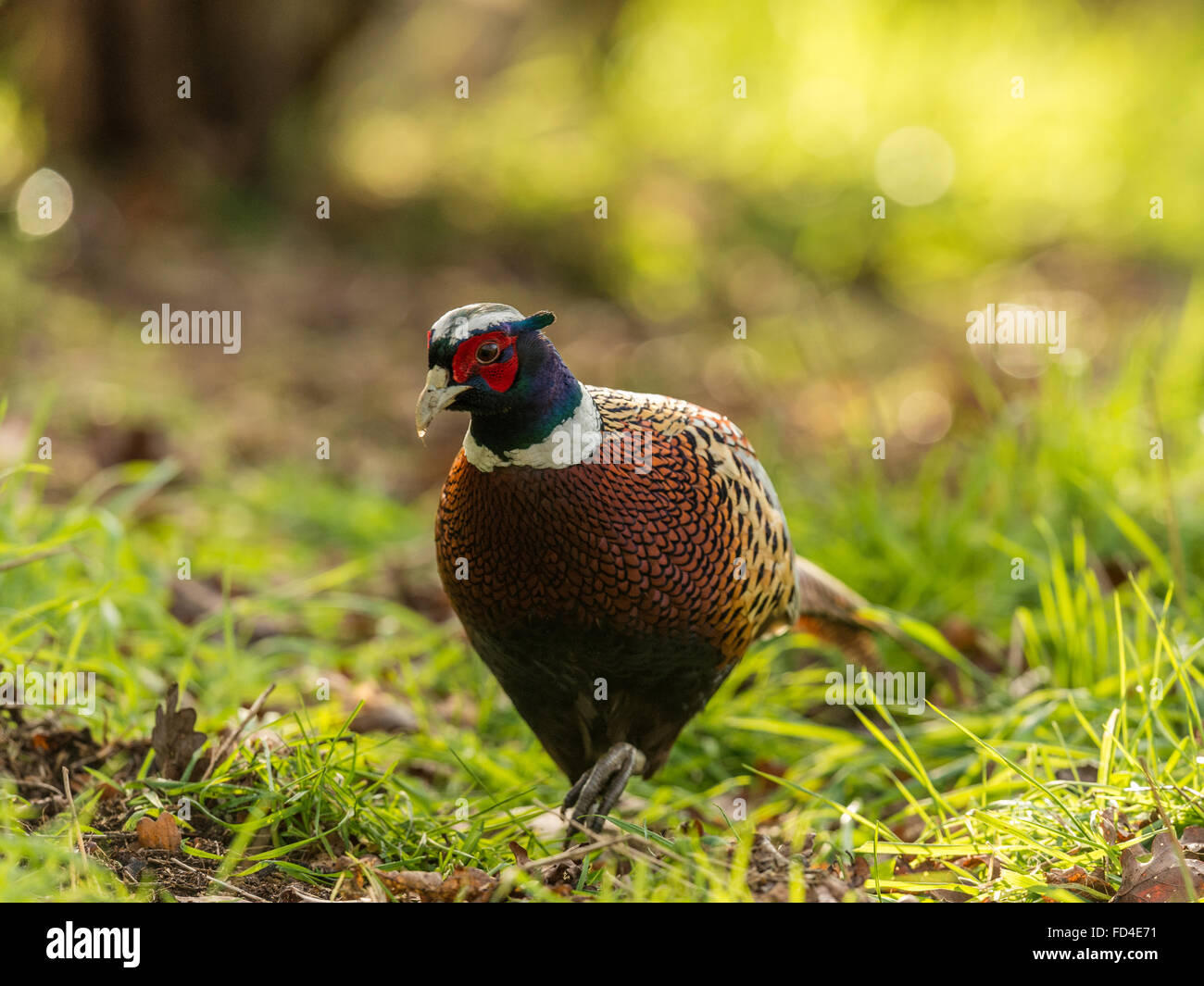 Beautiful Male Ring-necked Pheasant (Phasianus colchicus) foraging in ...
