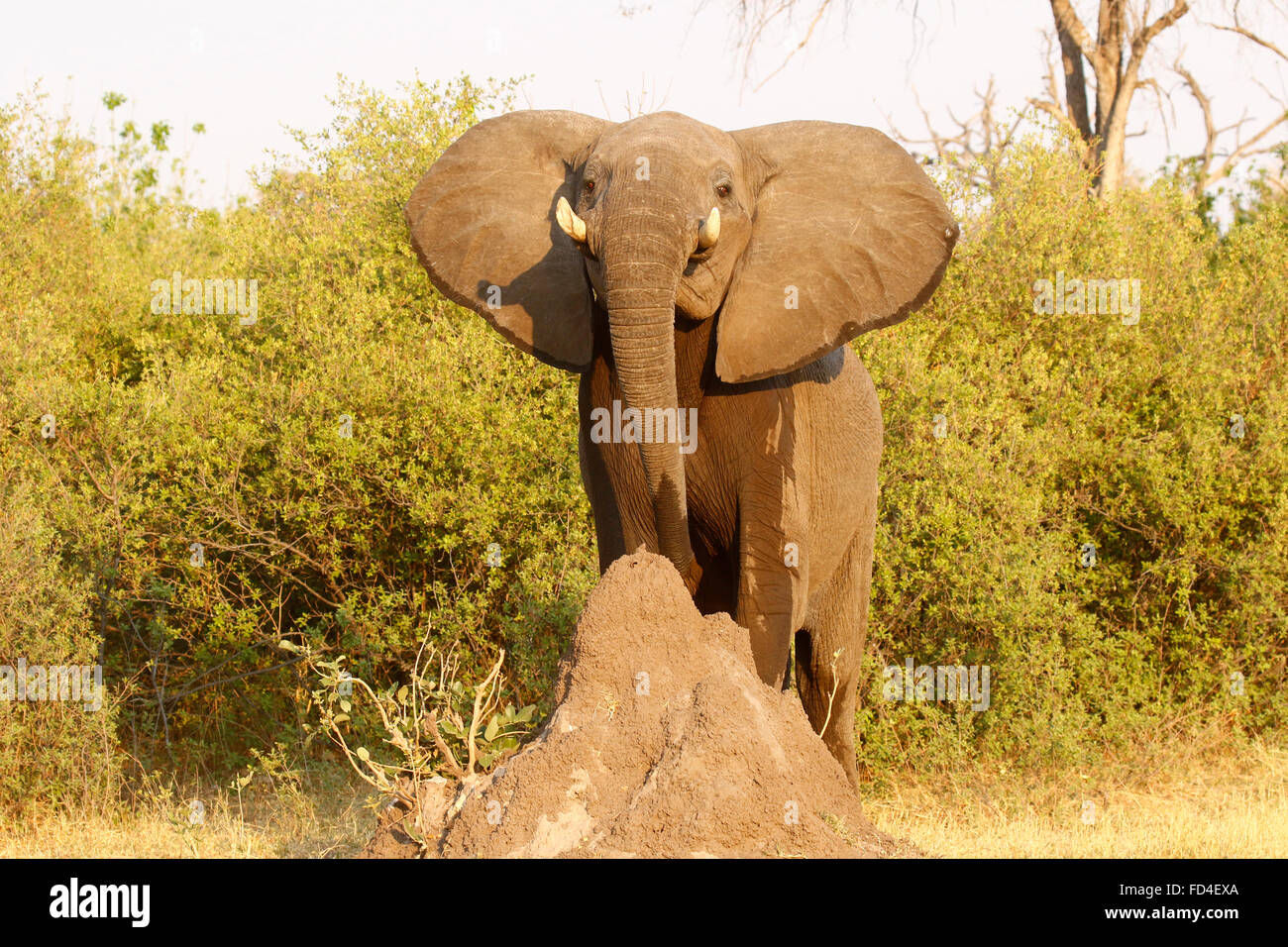 African bush Elephants are our largest living terrestrial animal ...