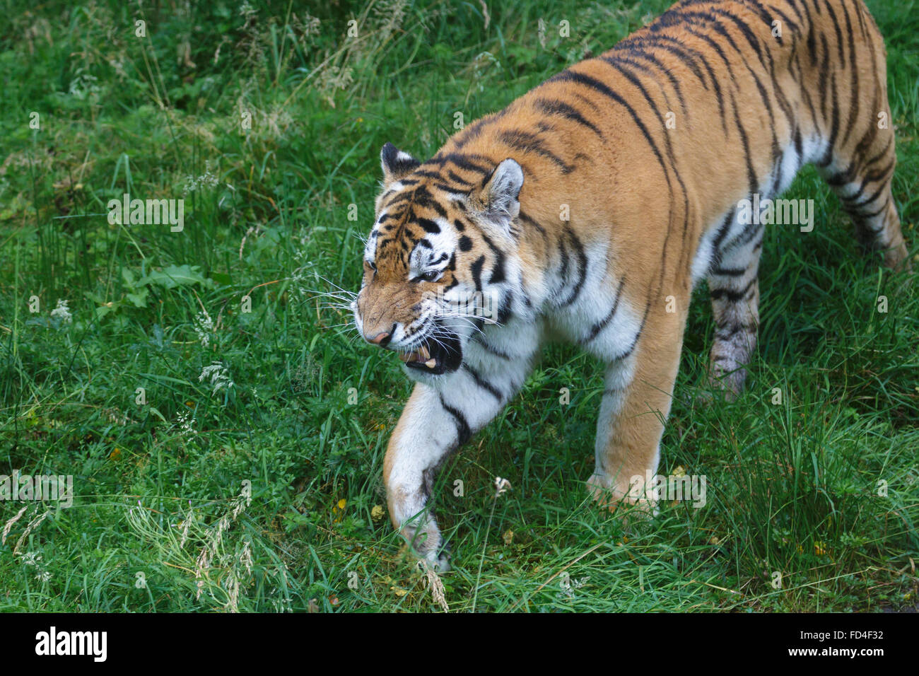 Siberian Tiger (Panthera tigris altaica) or Amur Tiger Stock Photo - Alamy