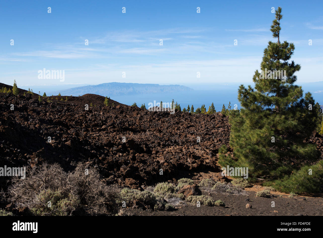 A Canarian pine tree on the volcanic landscape of Teide National Park ...
