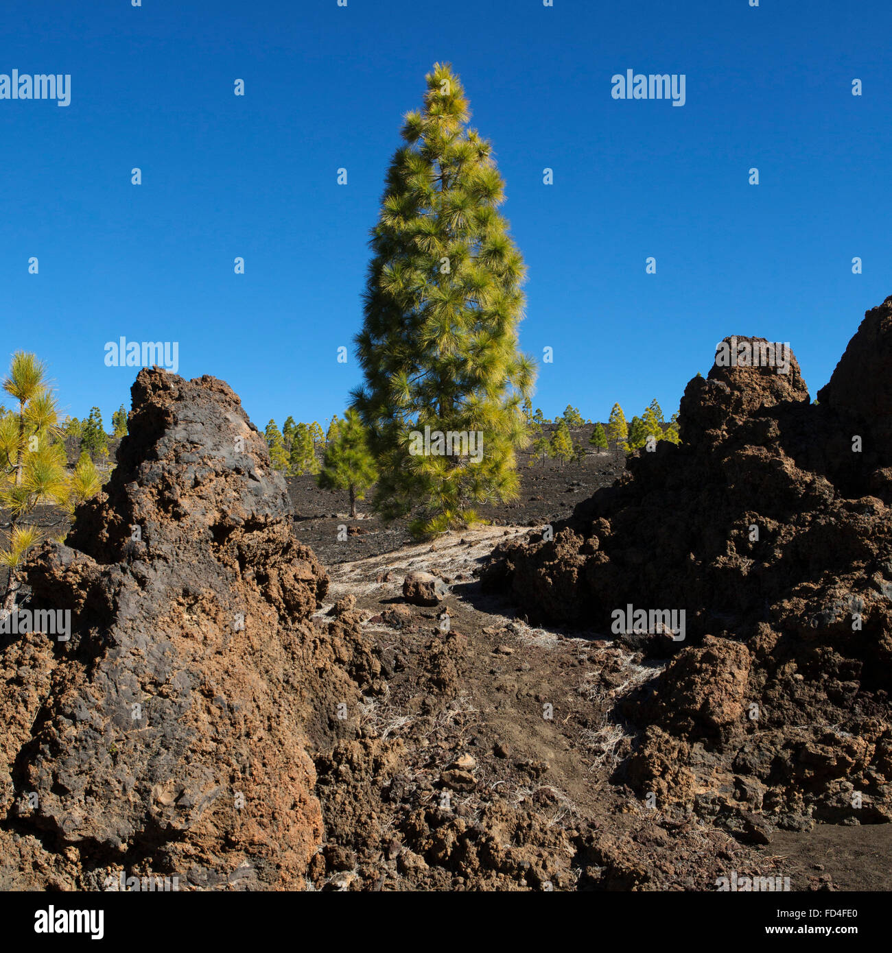 Canarian pine trees on the volcanic landscape of Teide National Park on ...