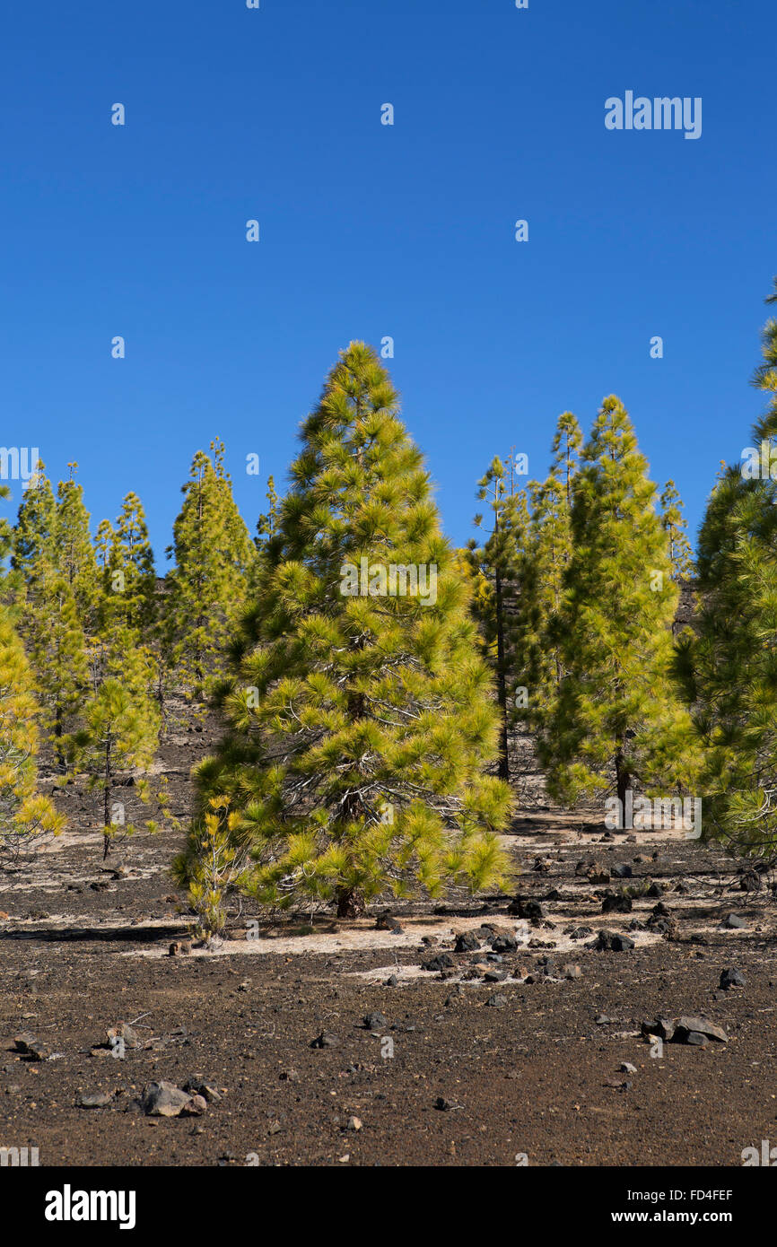 Canarian pine trees on the volcanic landscape of Teide National Park on ...