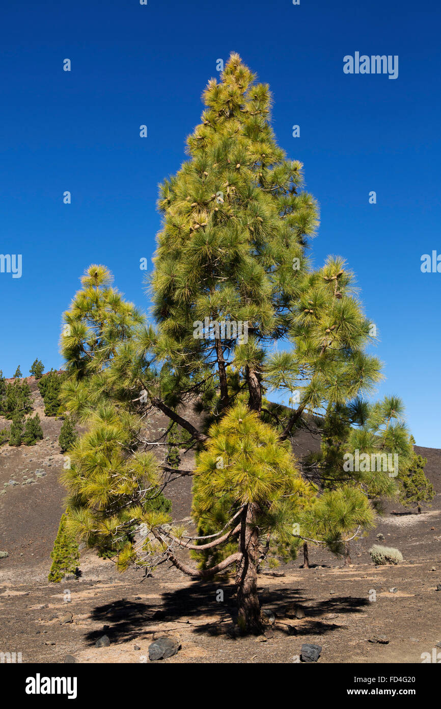 A Canarian pine tree on the volcanic landscape of Teide National Park ...