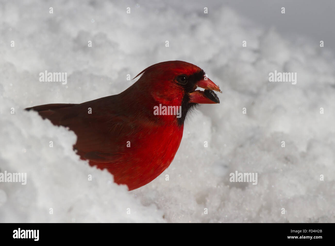 Male cardinal hi-res stock photography and images - Alamy