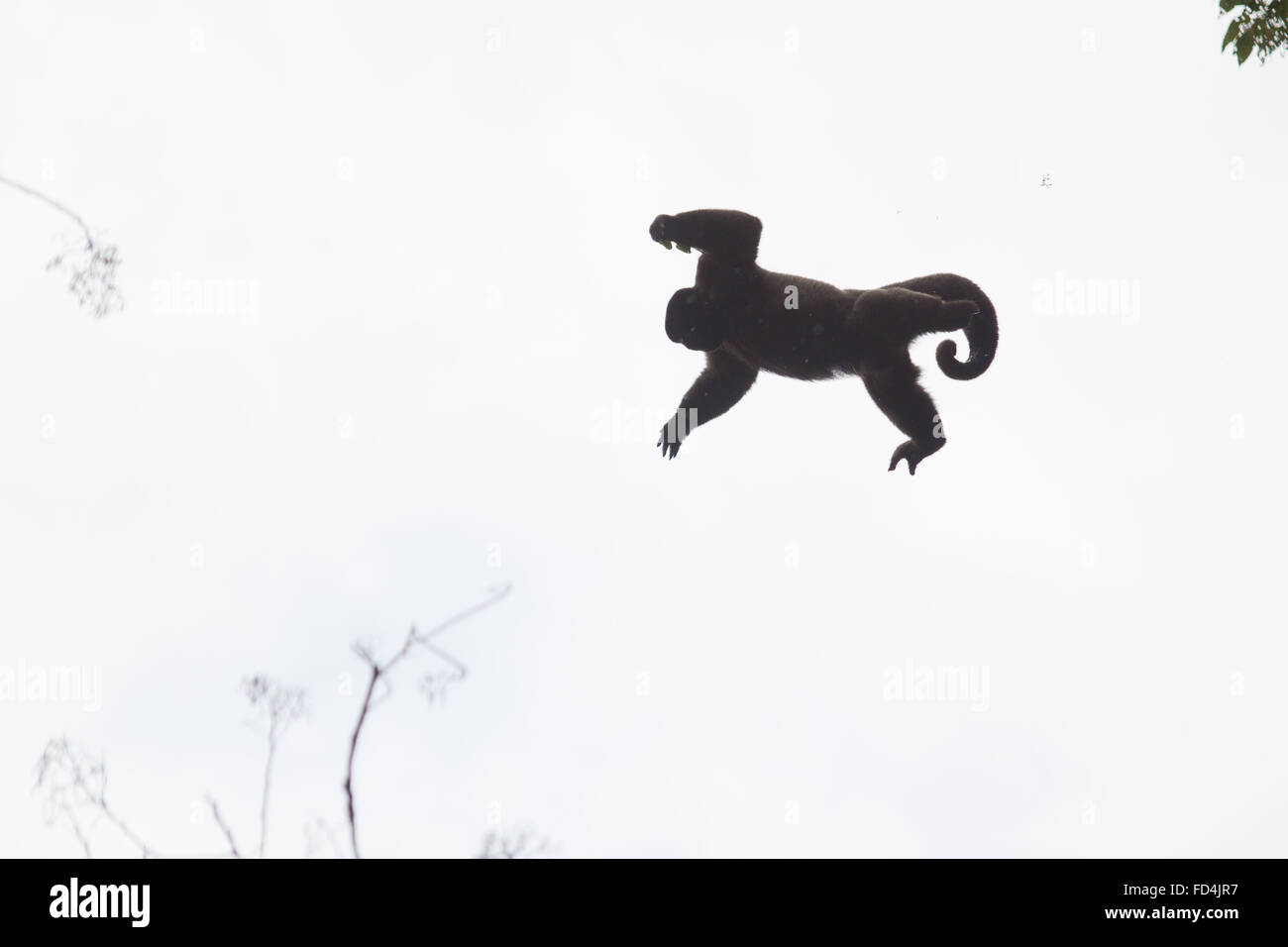 Upward View Of Falling Monkey Stock Photo - Alamy