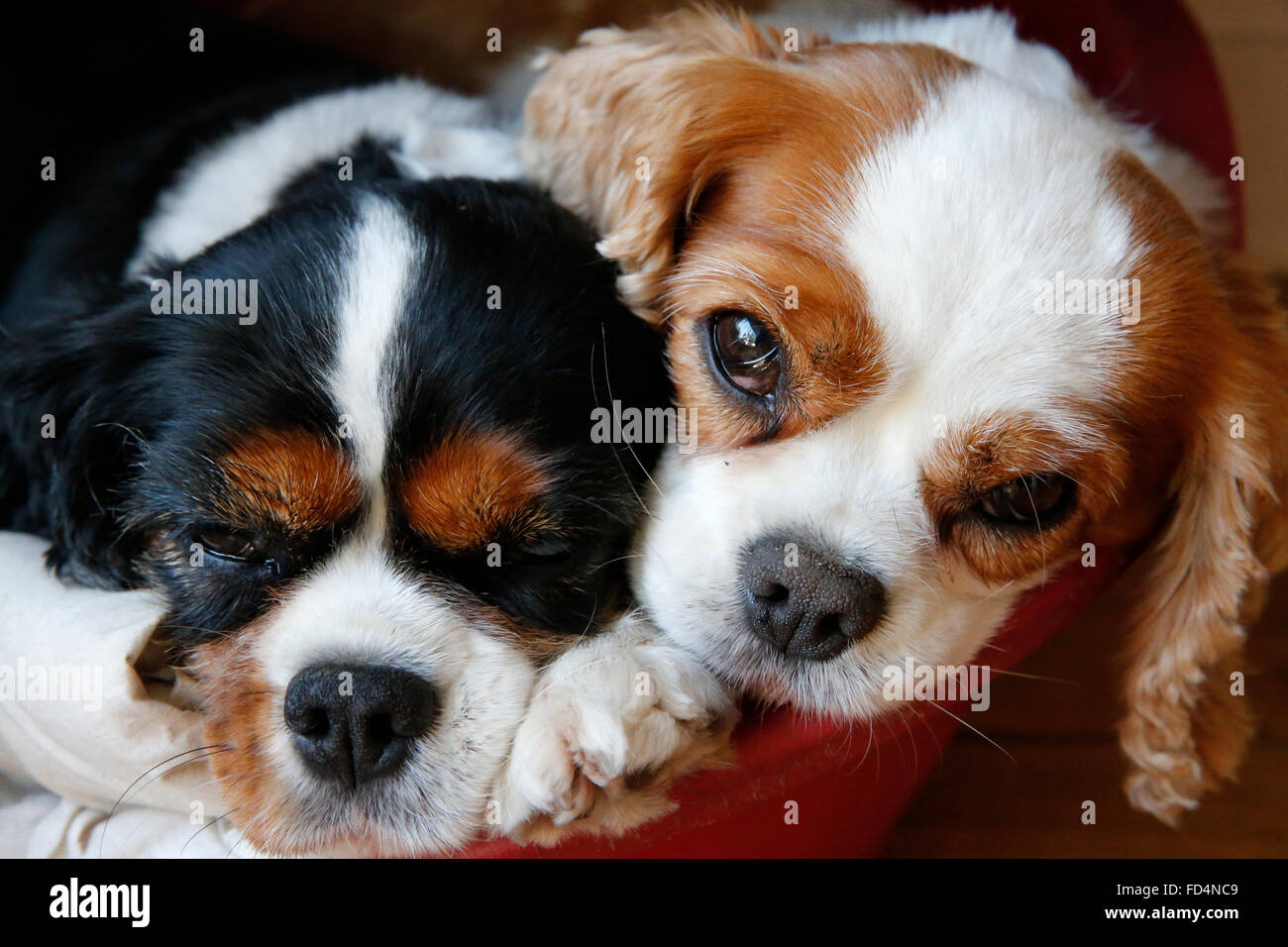 Cuddling dogs hi-res stock photography and images - Alamy