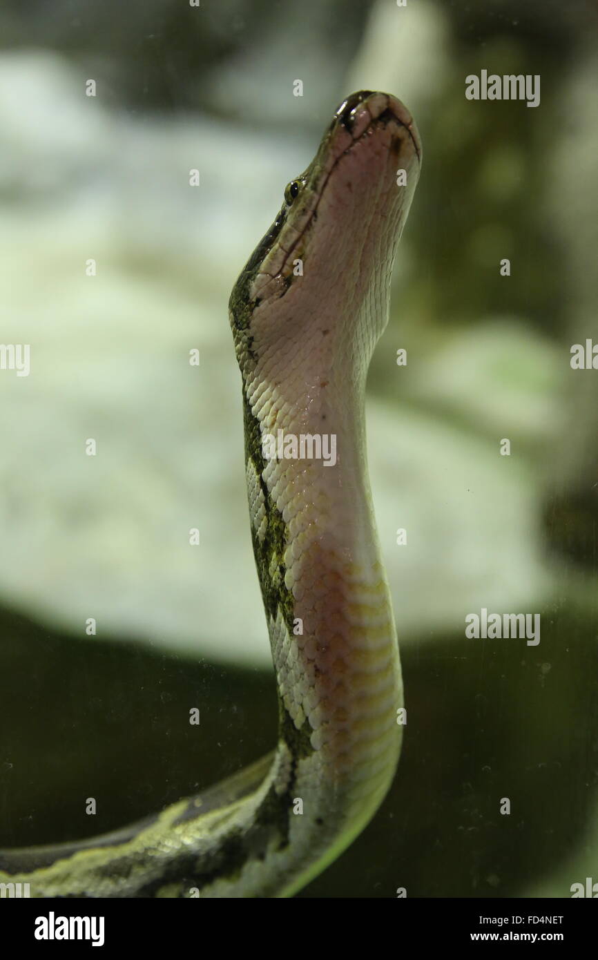 Snake in a zoo Stock Photo - Alamy