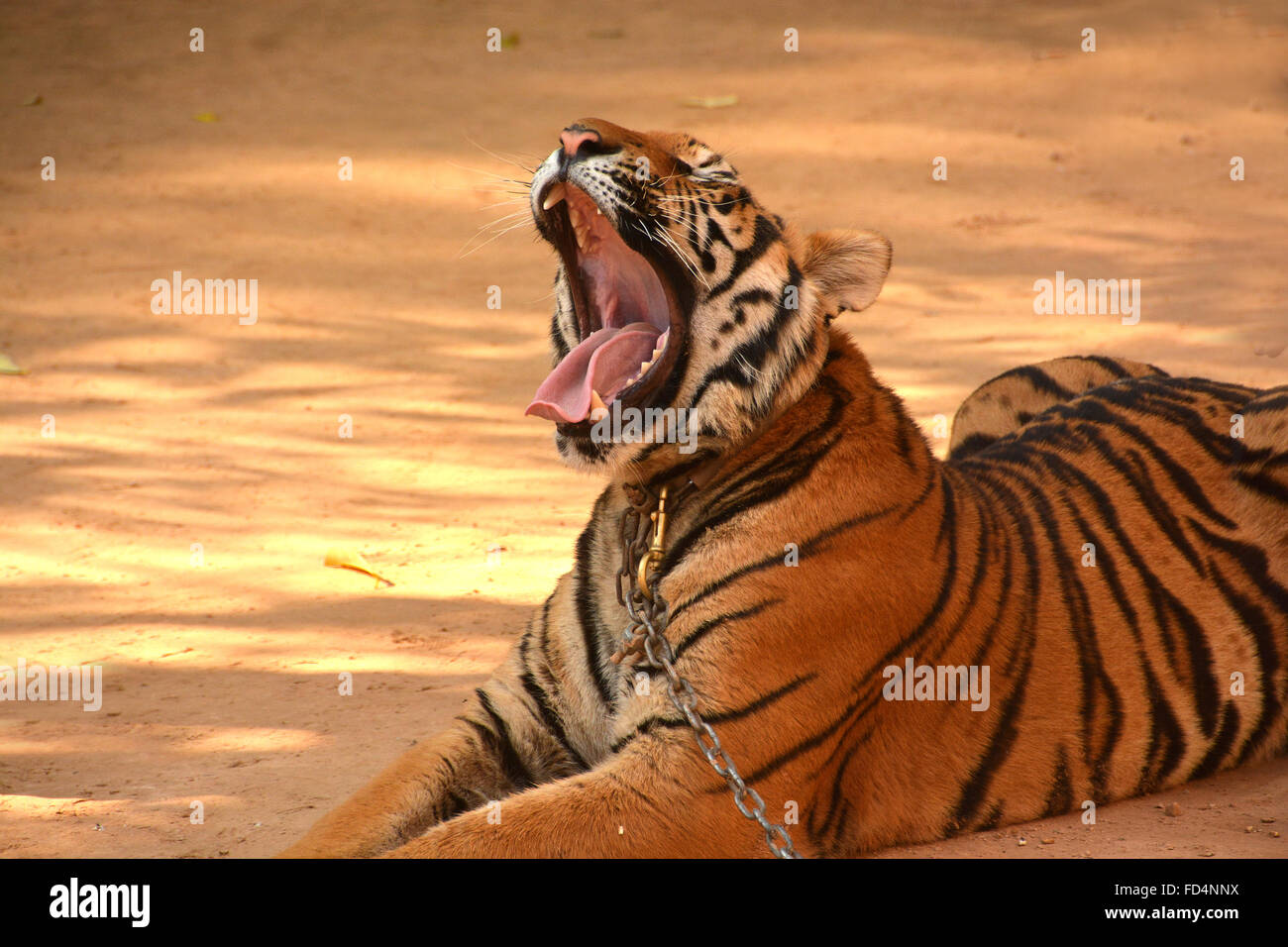 Tiger in Wat Pa Luang Bua Yannasampanno, Kanchanaburi Stock Photo - Alamy