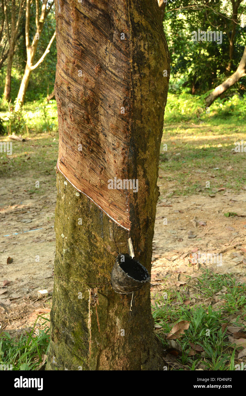 Rubber tapping hi-res stock photography and images - Alamy