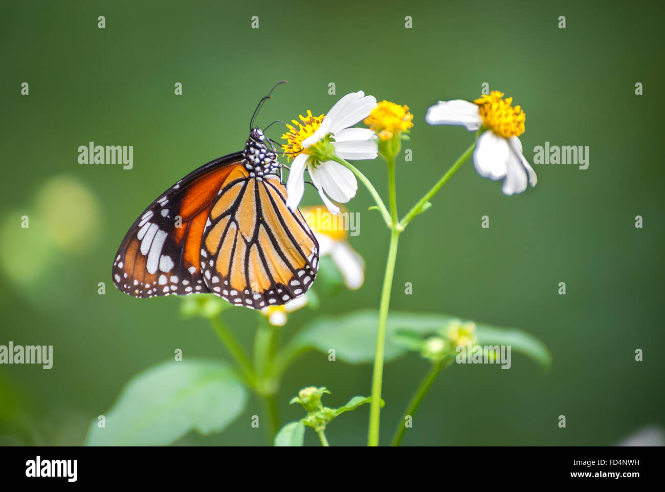 Common tiger butterfly danaus genutia hi-res stock photography and ...
