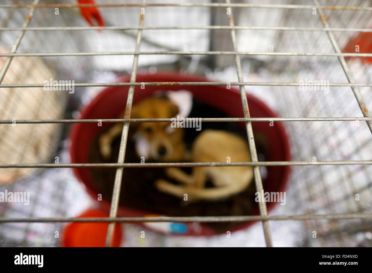 The caged hi-res stock photography and images - Alamy