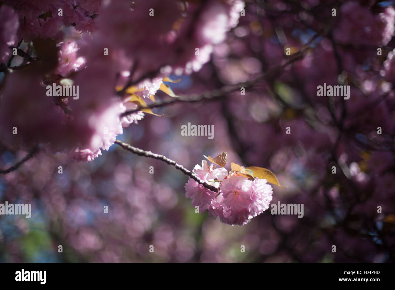 Close Up Cherry Tree Stock Photos & Close Up Cherry Tree Stock Images ...