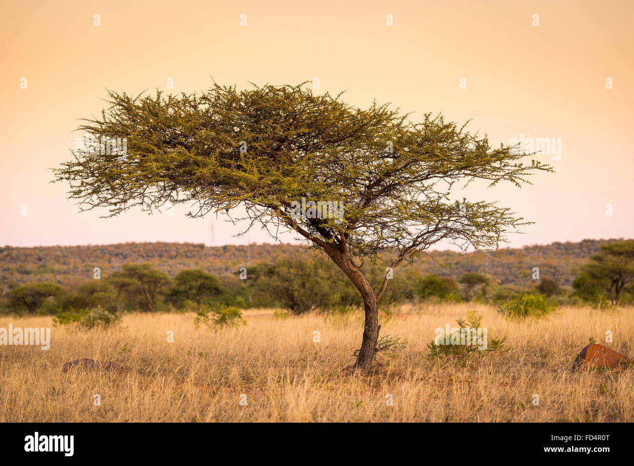 Savanna africa acacia hi-res stock photography and images - Alamy