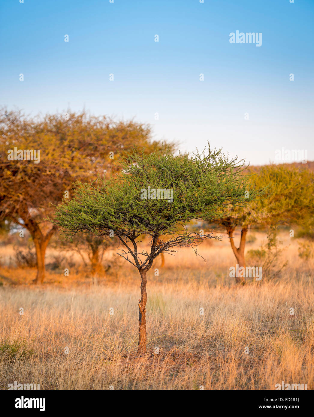 Large classic Acacia tree in Botswana, Africa at sunset Stock Photo - Alamy