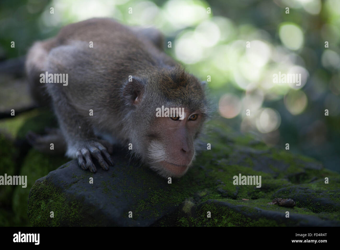 Monkey lying on tree hi-res stock photography and images - Alamy