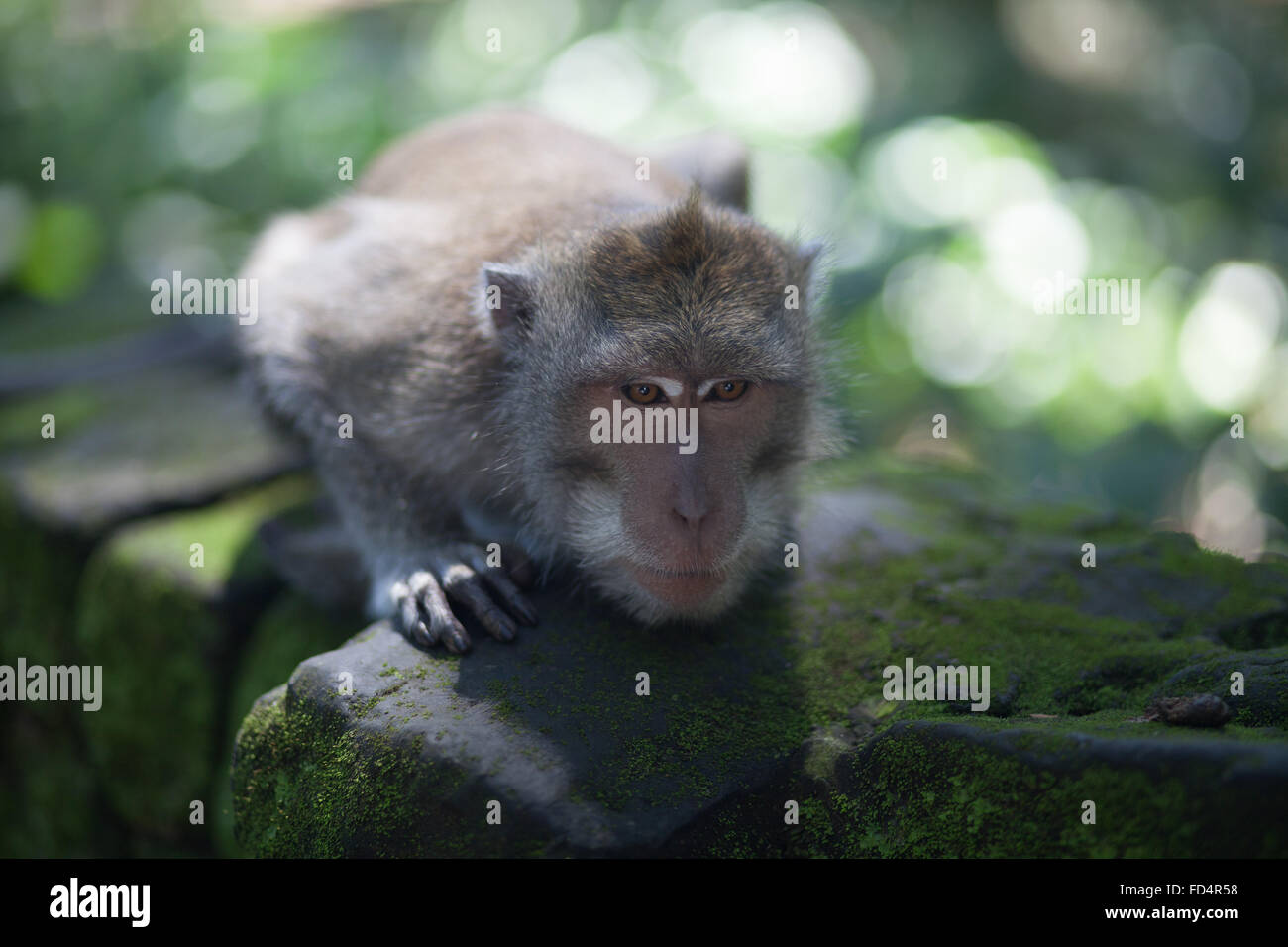 Monkey Lying On Wall Stock Photo - Alamy