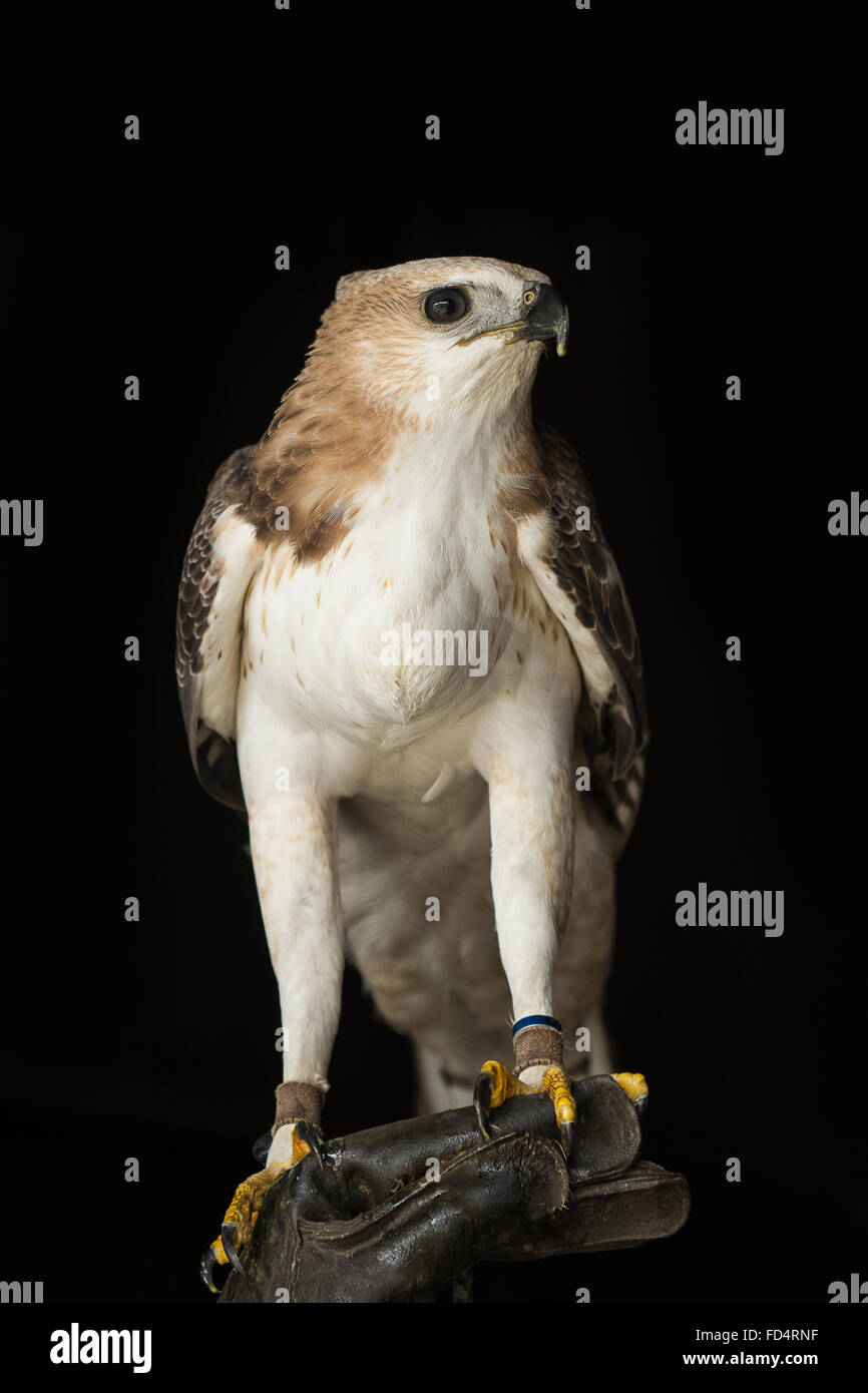 Harris hawk on hand hi-res stock photography and images - Alamy