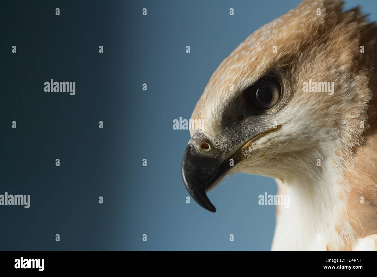 portrait of a beautiful hawk Stock Photo - Alamy
