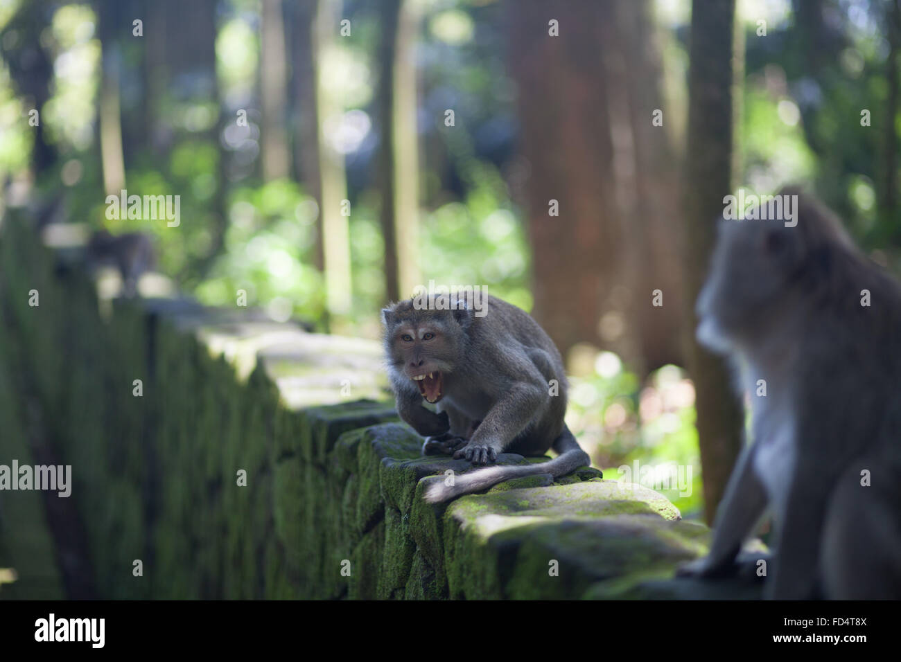 Long tailed macaques hi-res stock photography and images - Alamy