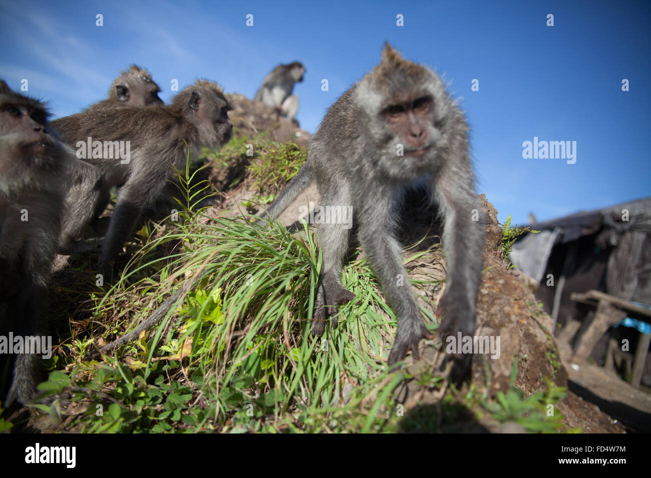 Five Monkeys High Resolution Stock Photography and Images - Alamy