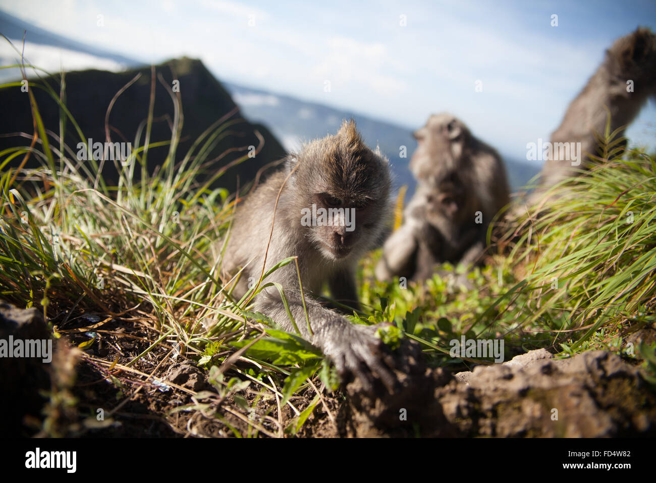 Monkey reaching hi-res stock photography and images - Alamy