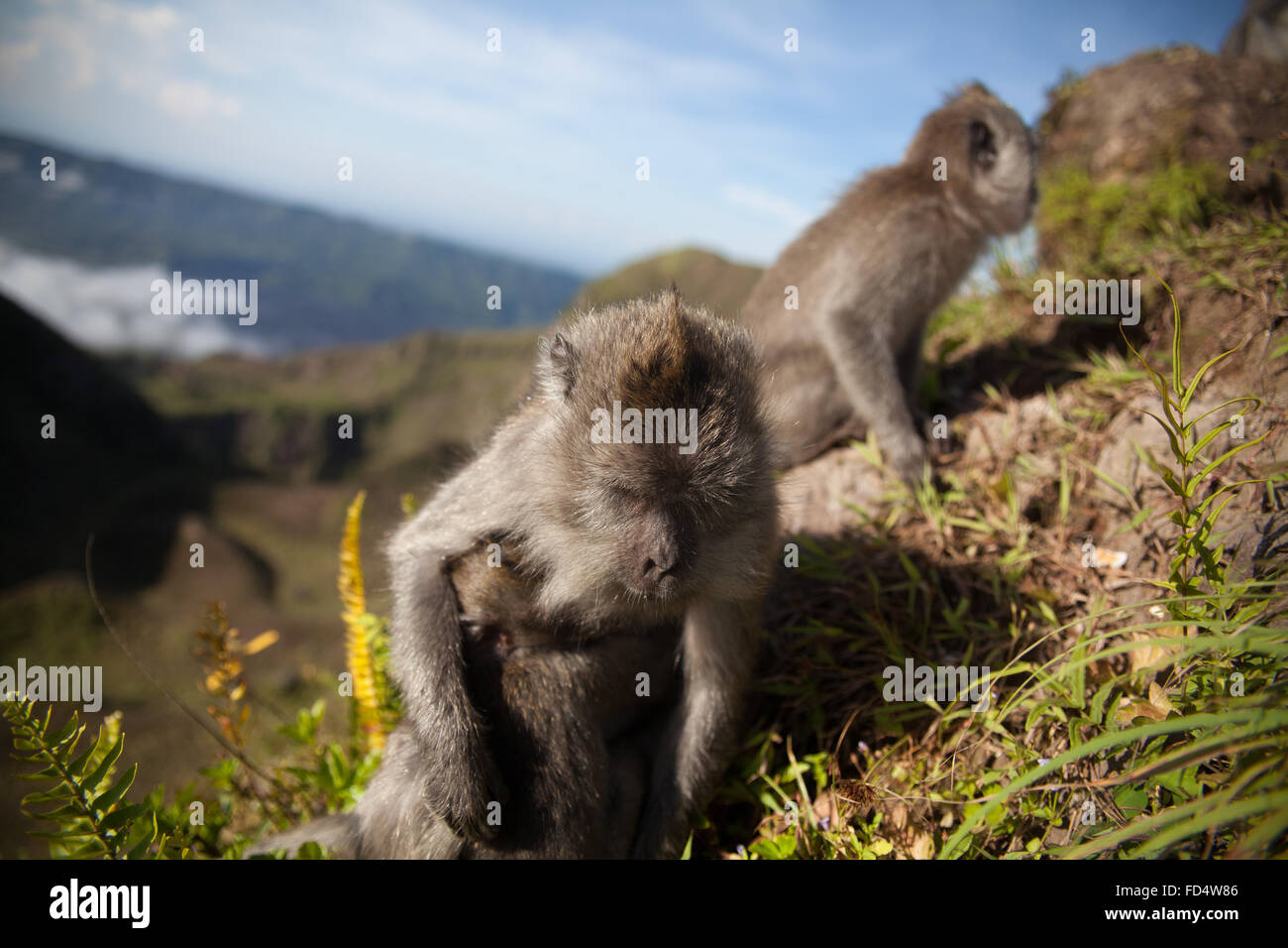 Monkeys In Mountains Stock Photo - Alamy