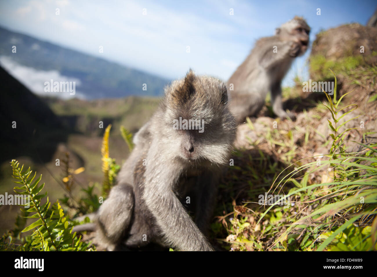 Monkeys In Mountains Stock Photo - Alamy