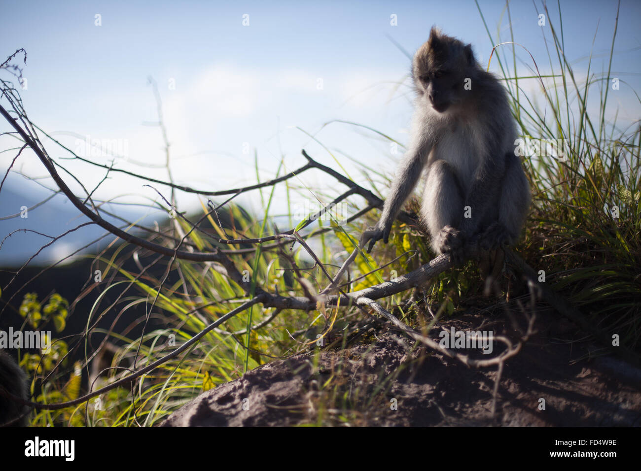 Monkey reaching hi-res stock photography and images - Alamy
