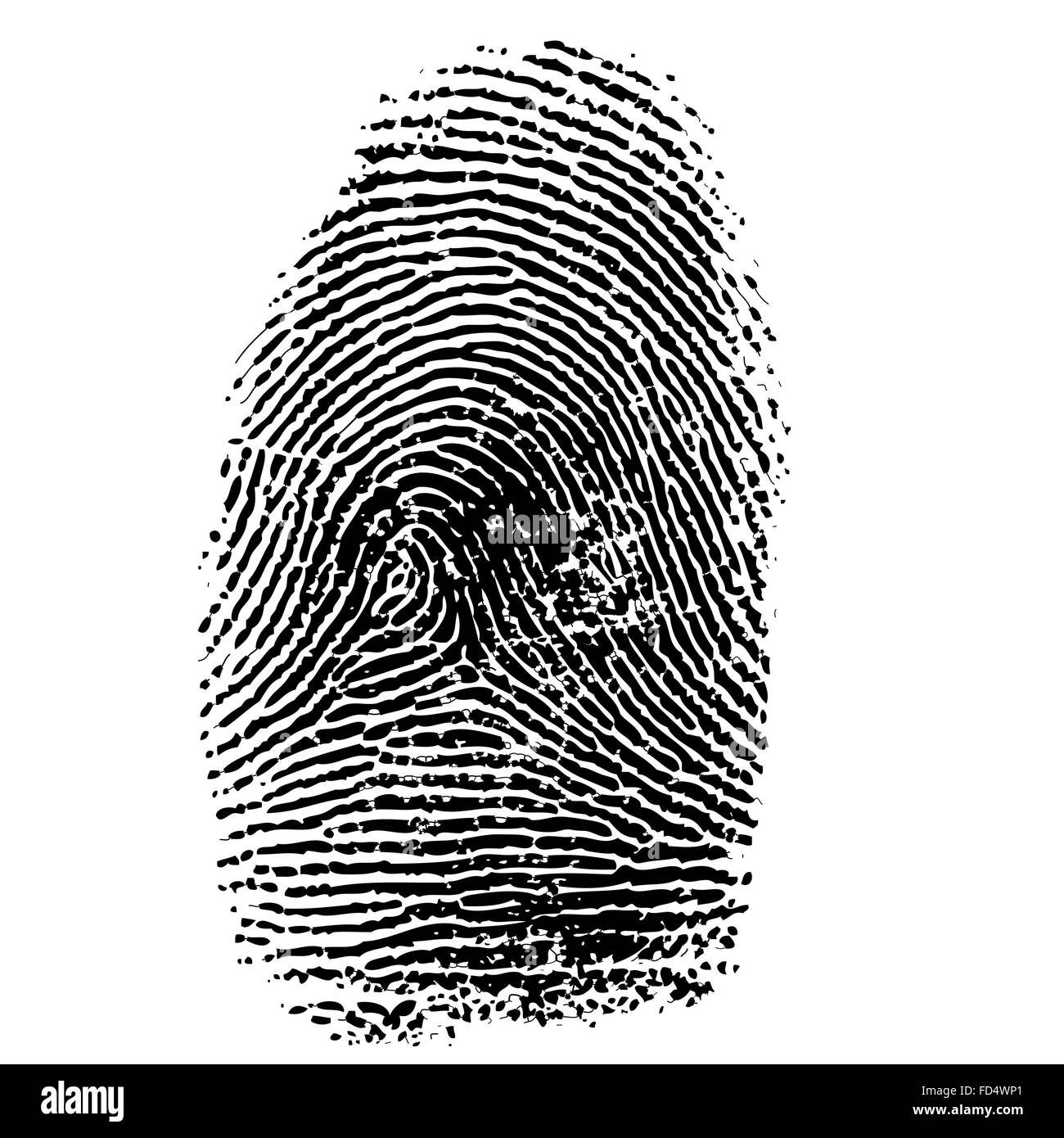 Vector illustration of fingerprint isolated on white Stock Vector Image ...