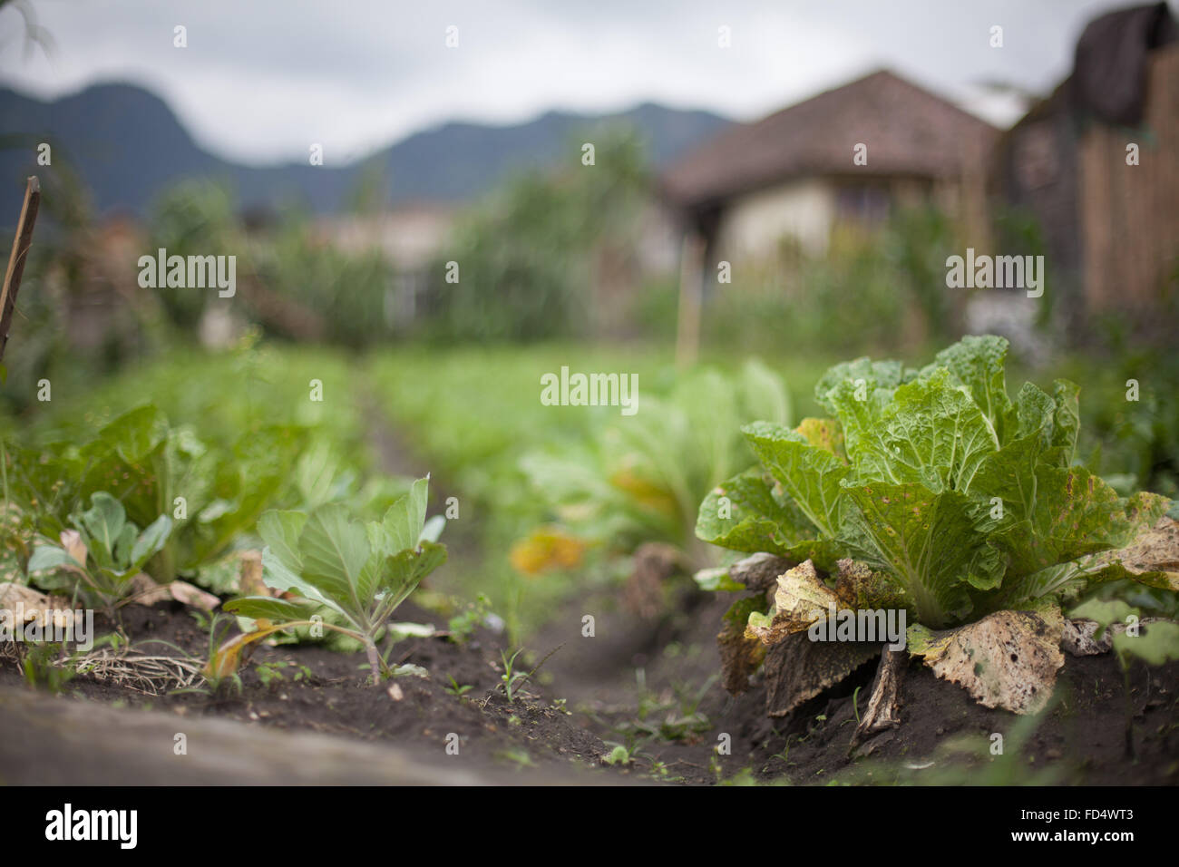 View Of Vegetable Garden Stock Photo - Alamy