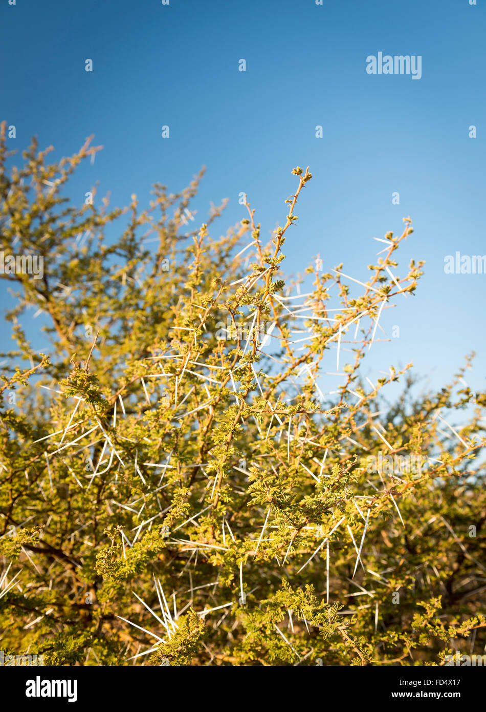 Close up detail of the Acacia tree thorns as seen in most of Southern ...