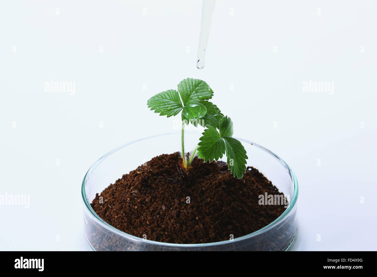 Biotechnology lab plant sprout in hi-res stock photography and images ...
