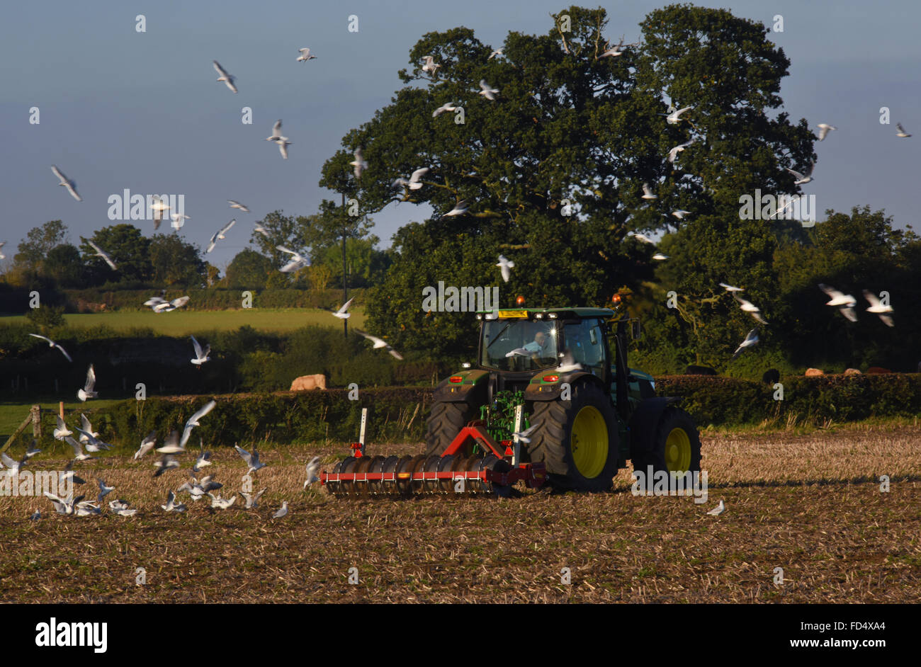 gulls following farmer cultivating soil ready for seeding york united ...