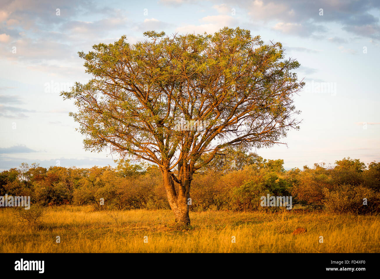 Classic african scenery hi-res stock photography and images - Alamy