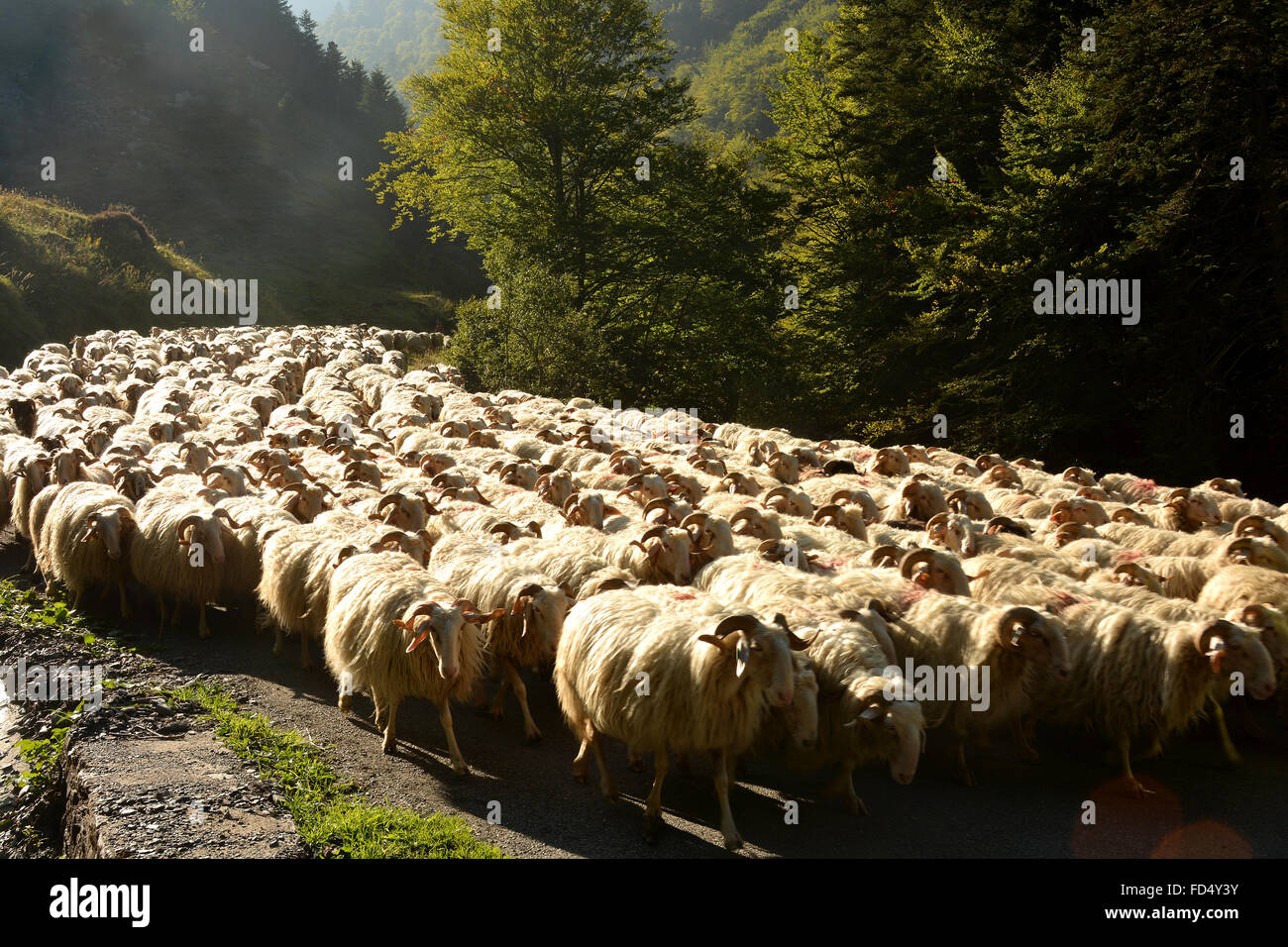 Transhumance migration hi-res stock photography and images - Alamy