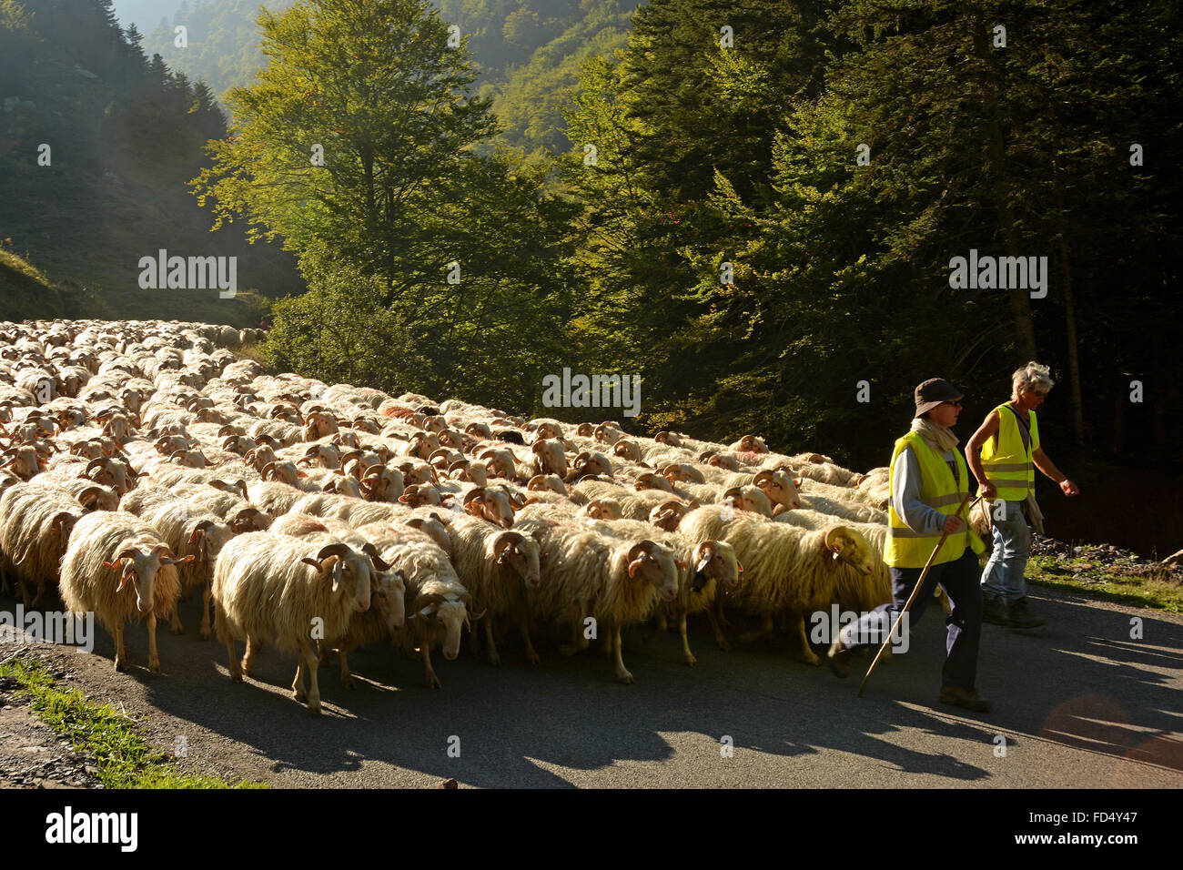 Transhumance migration hi-res stock photography and images - Alamy