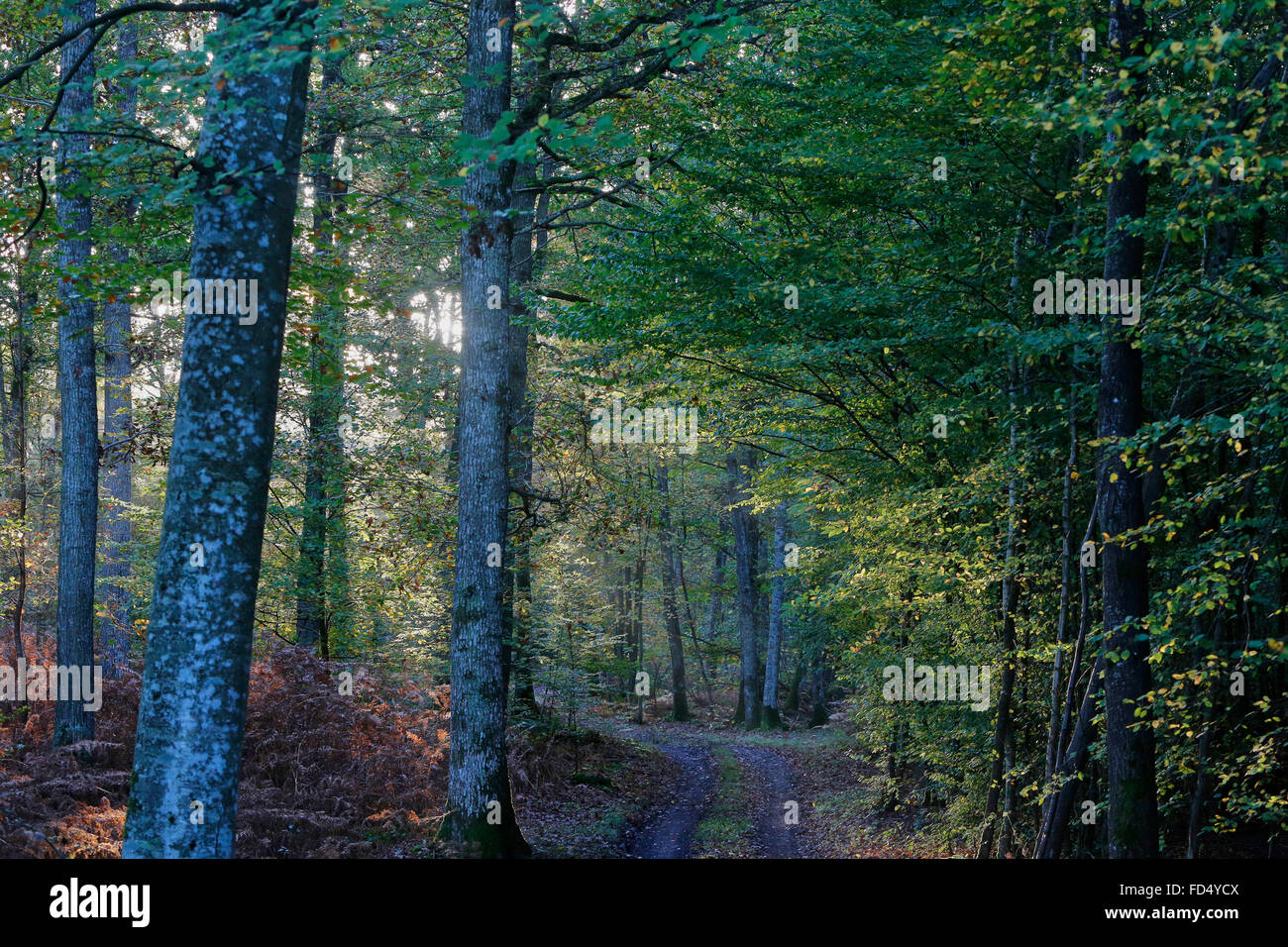 Forest in Normandy Stock Photo - Alamy