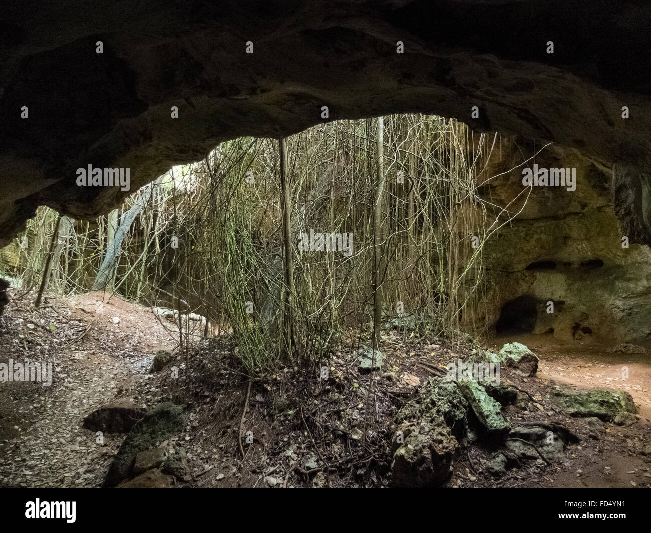 Fibriform Plant Growing Inside Grotto Stock Photo - Alamy