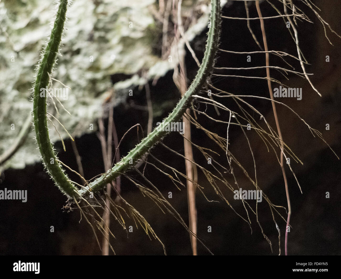 Cactus With Roots High Resolution Stock Photography and Images - Alamy