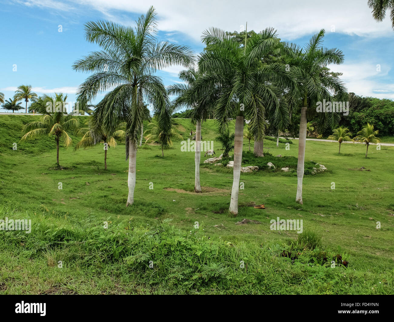 Palm tree on lawn hi-res stock photography and images - Alamy
