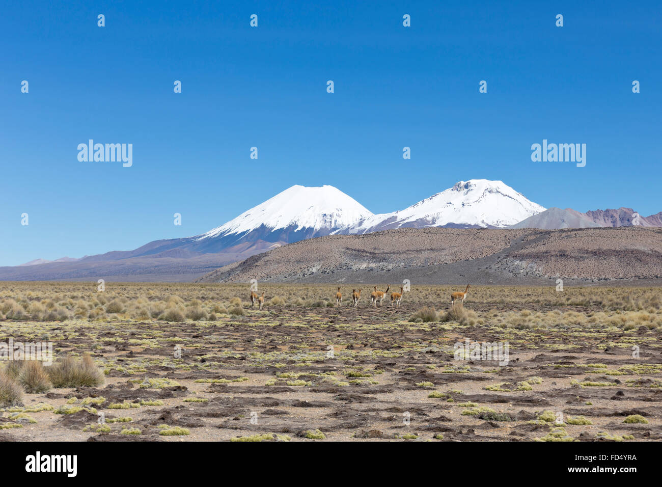 Bolivia nature landscape vicuna hi-res stock photography and images - Alamy