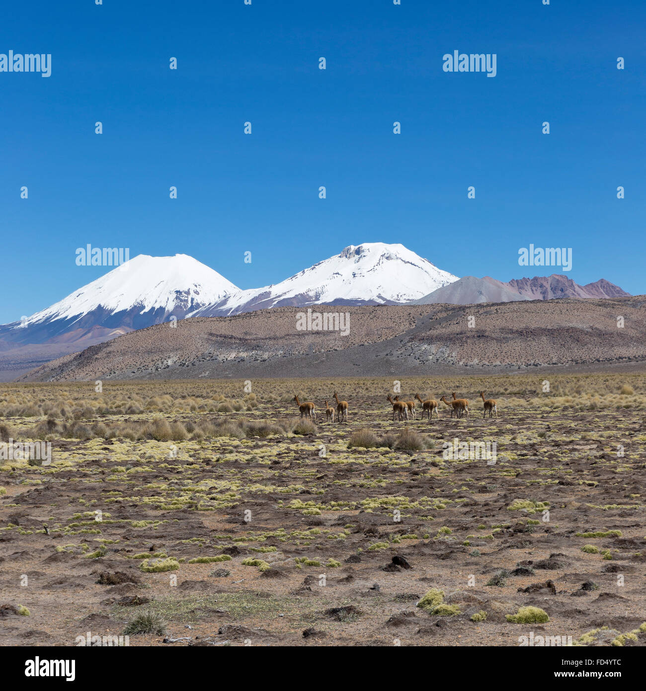 Sajama range hi-res stock photography and images - Alamy