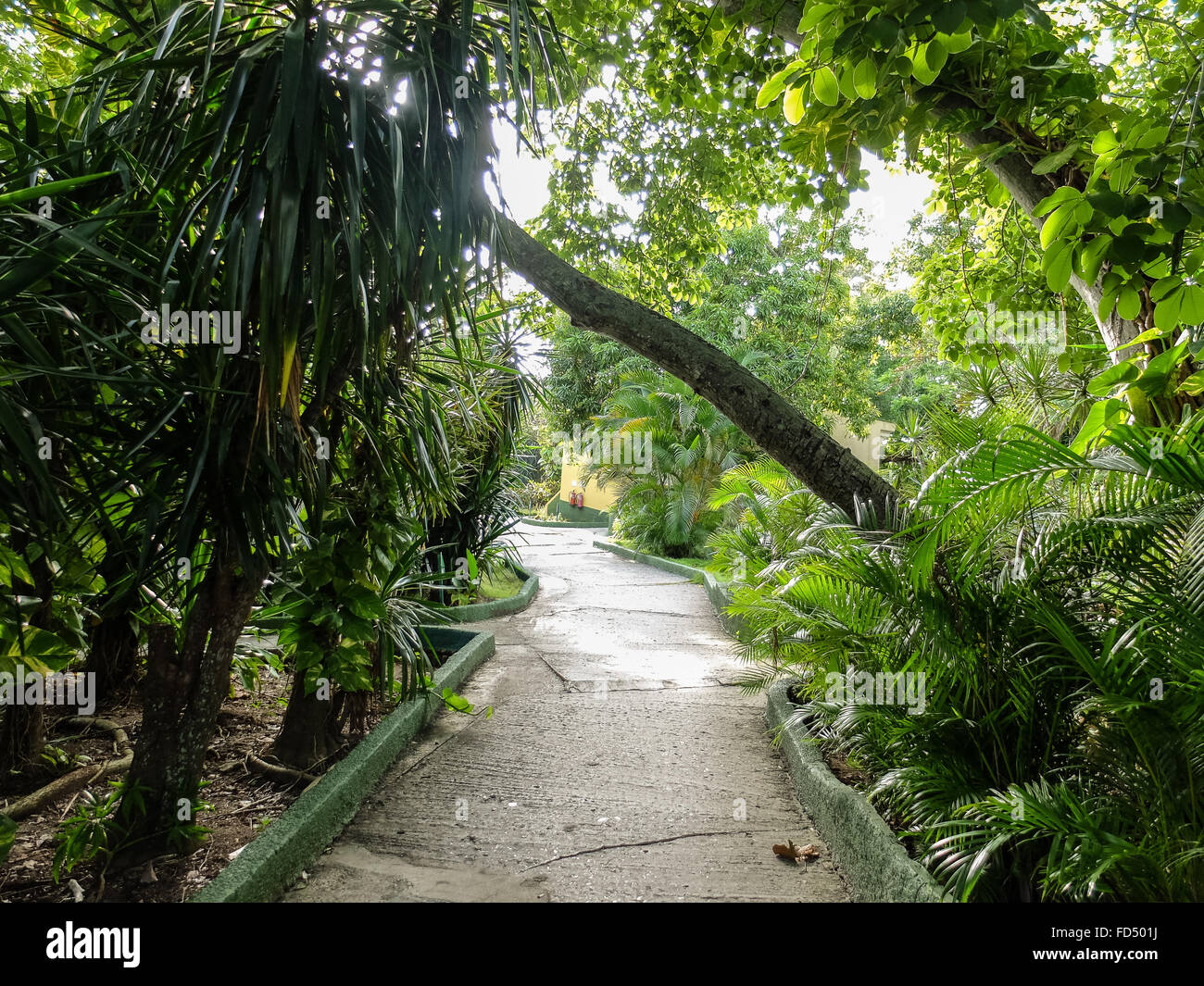 Luxuriant foliage hi-res stock photography and images - Alamy