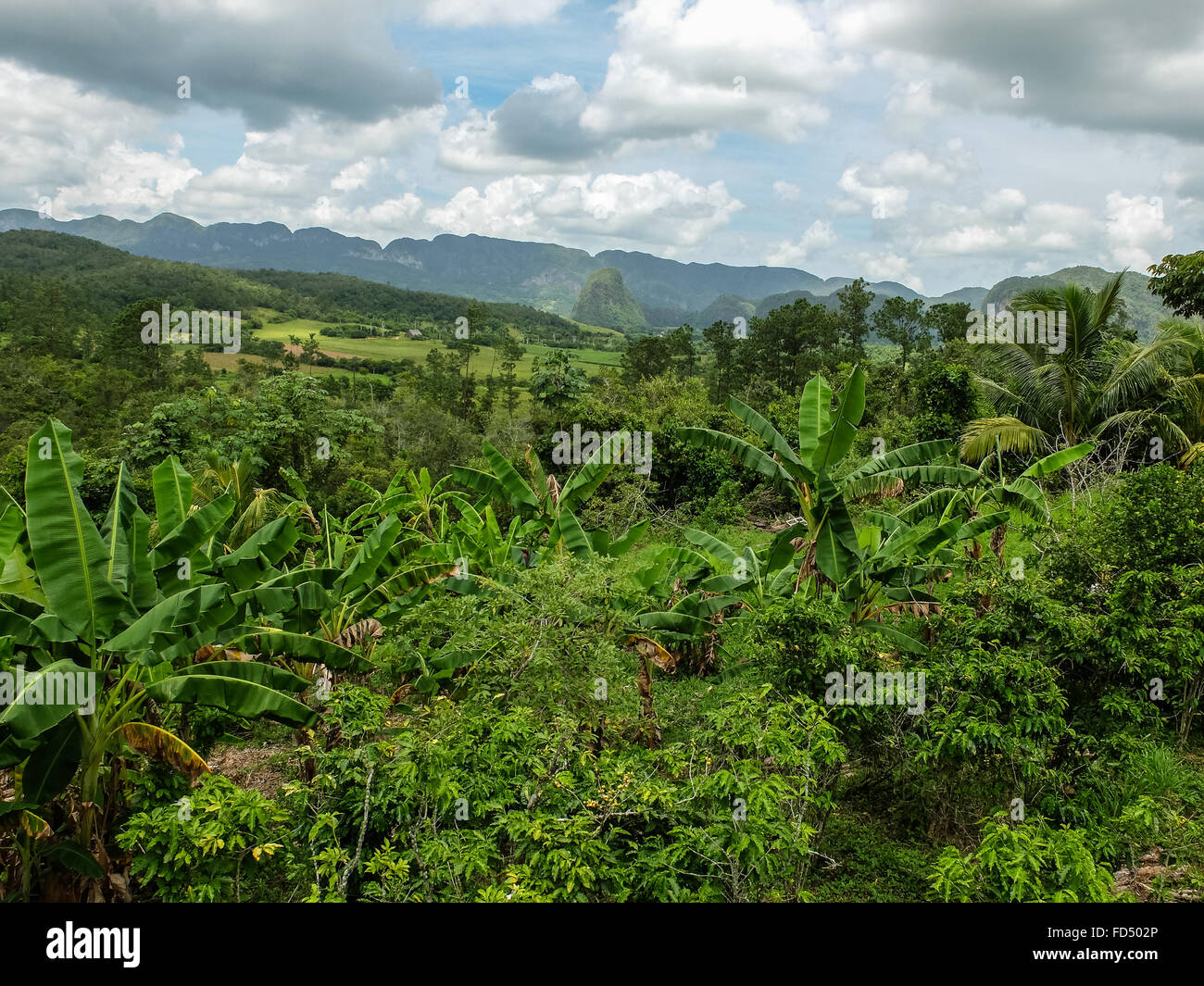Overgrown valley hi-res stock photography and images - Alamy